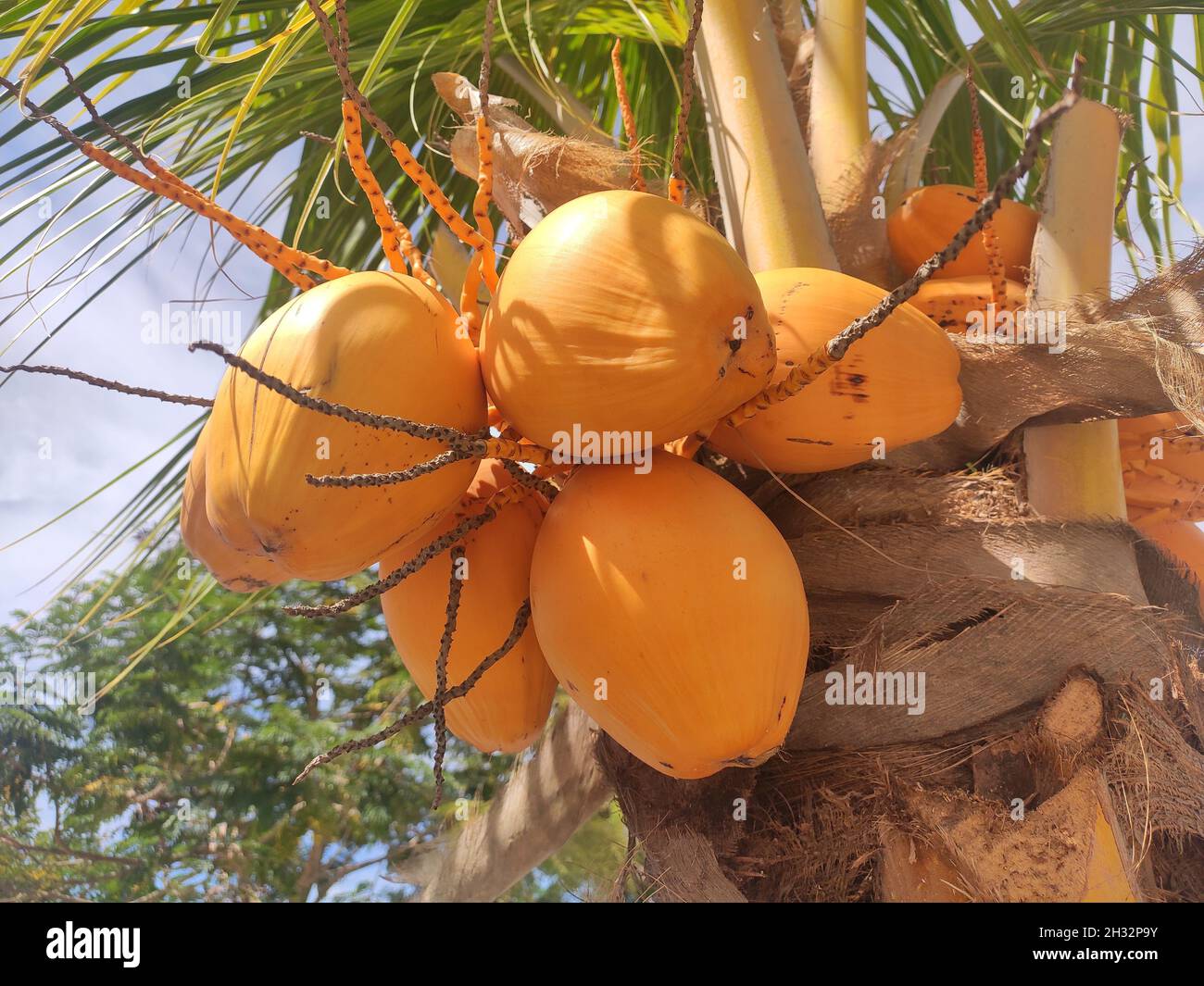 Closeup shot of yellow ripe coconuts on the tree under bright sunlight ...