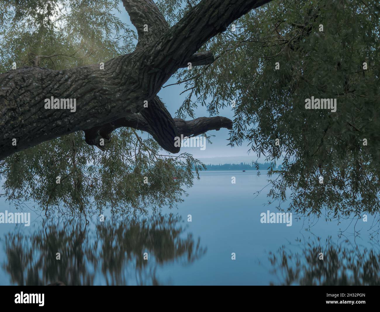 Tree branches over the waters of Lake Constance in Allensbach, Germany ...