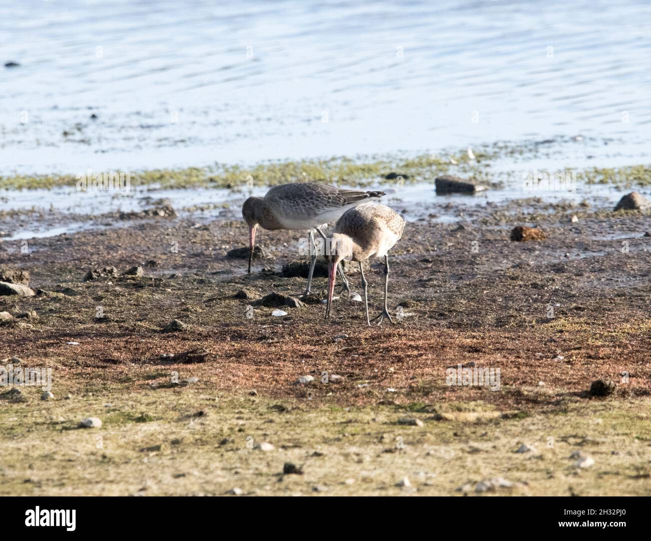 Limos hi-res stock photography and images - Alamy