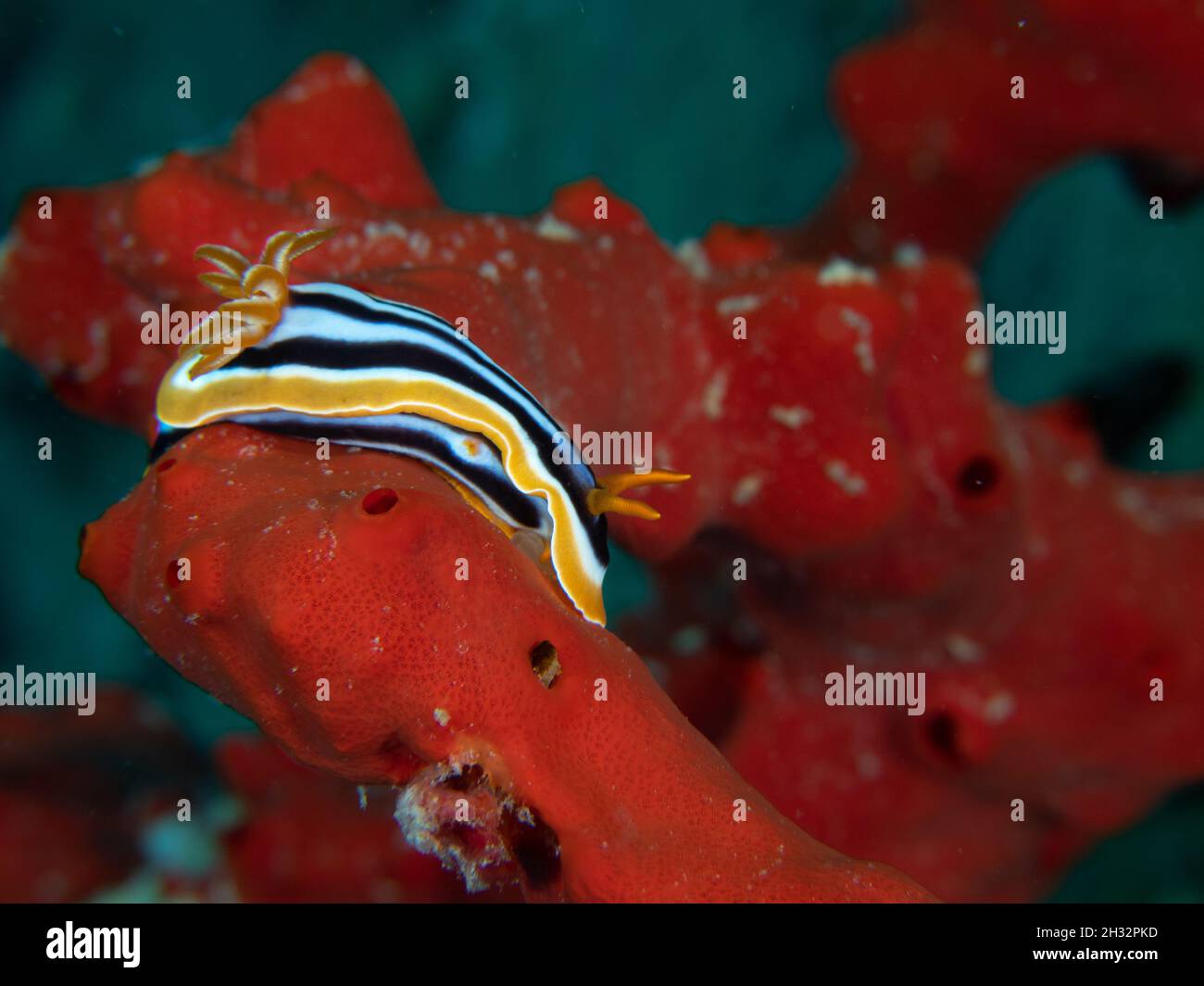Macro Pyjama Nudibranch sea slug on a red sponge Stock Photo - Alamy