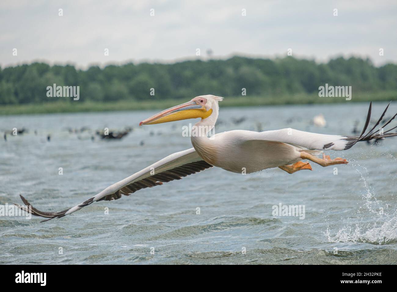 Pelican comun - Great white pelican - Pelecanus onocrotalus Stock Photo ...