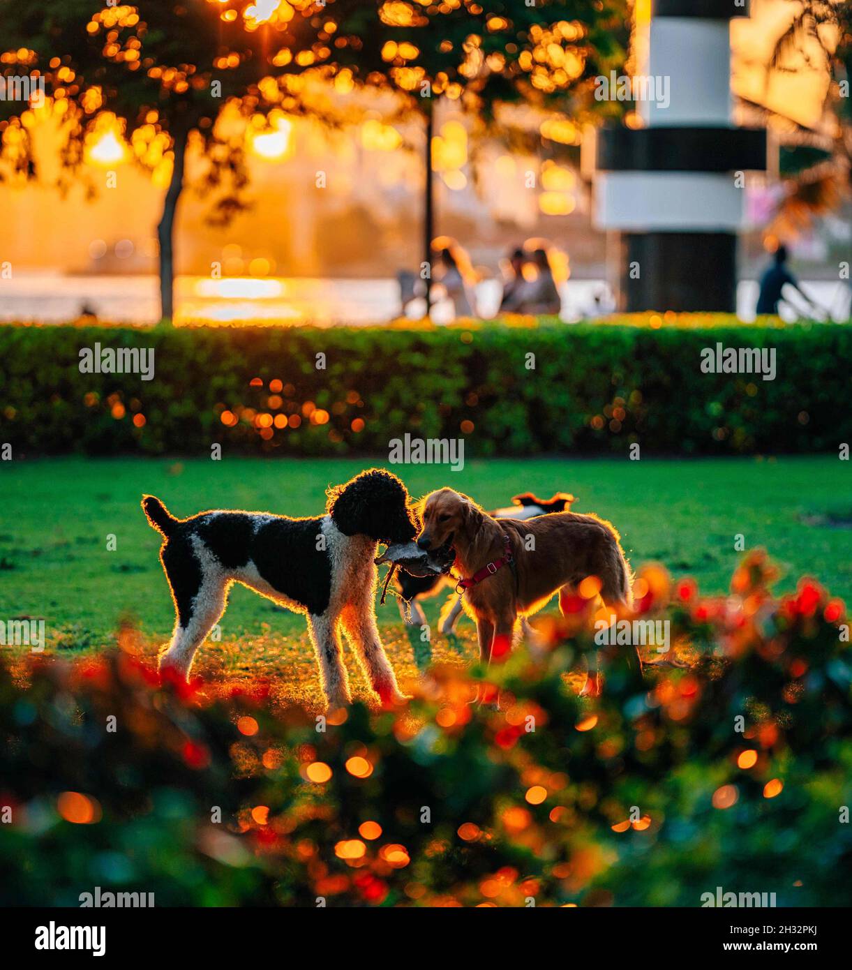 dogs playing park sunset nature Stock Photo - Alamy