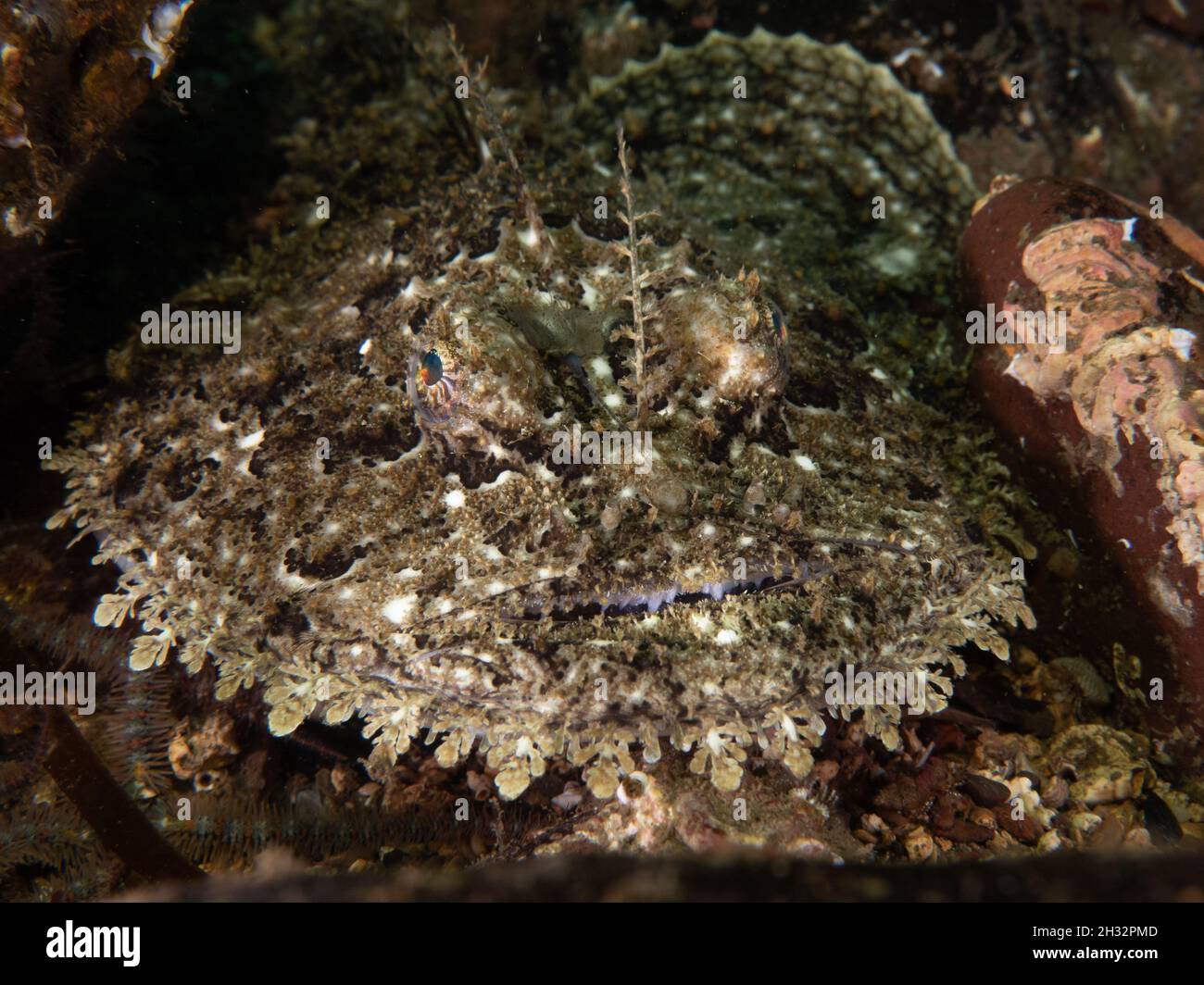 angler or monkfish hunting on the bottom of the sea Stock Photo - Alamy