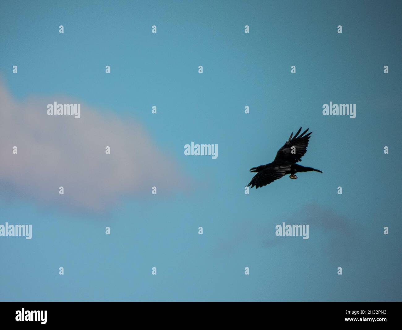 Flying Cuervo grande (Corvus corax) in Spain Stock Photo - Alamy