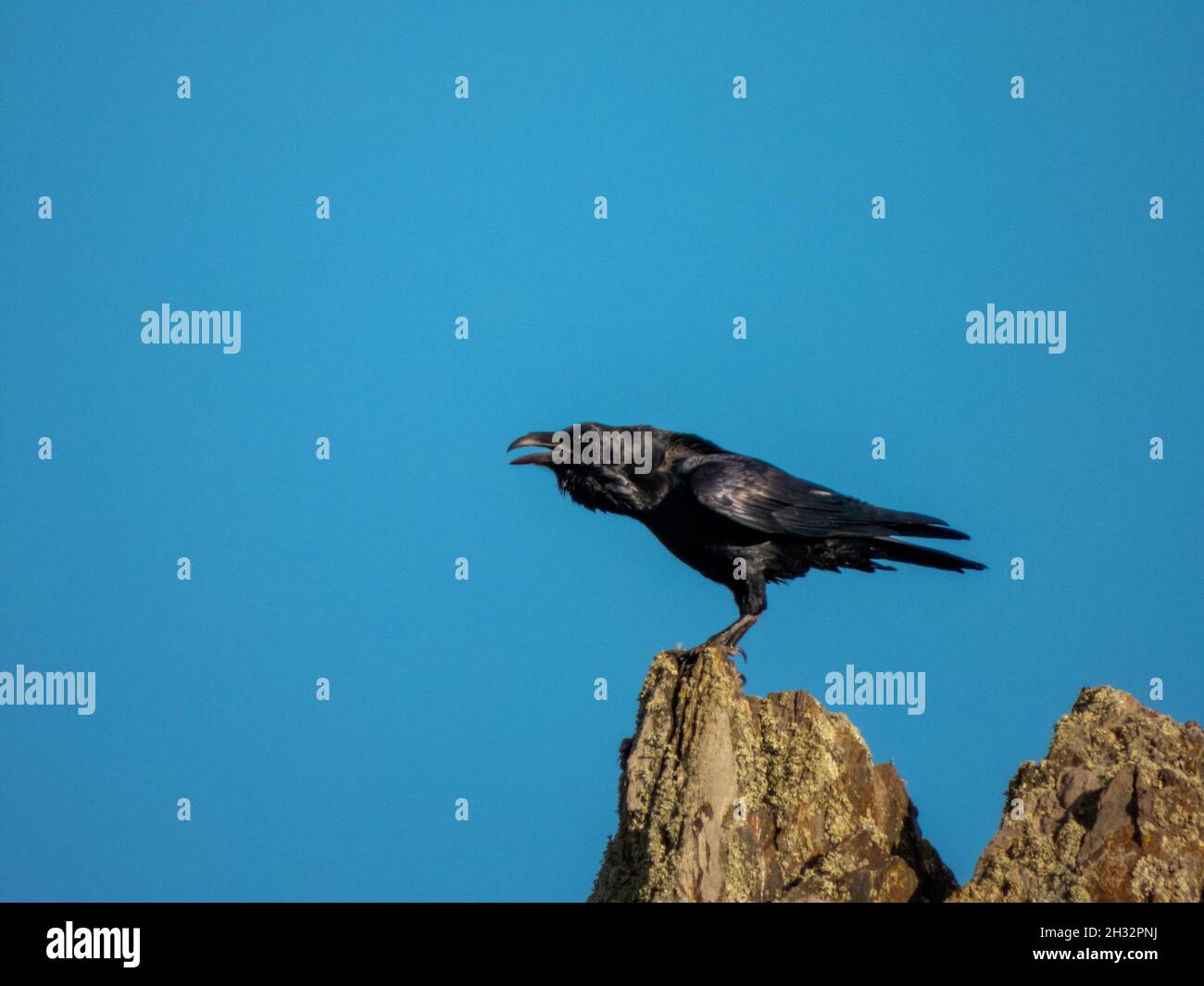 Cuervo corvus hi-res stock photography and images - Alamy
