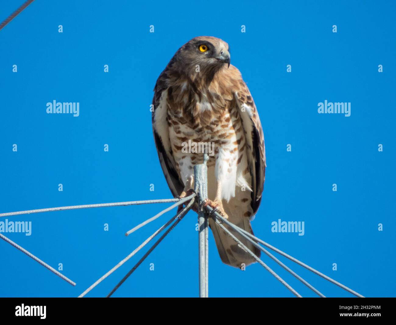 Circaetus gallicus nest hi-res stock photography and images - Alamy