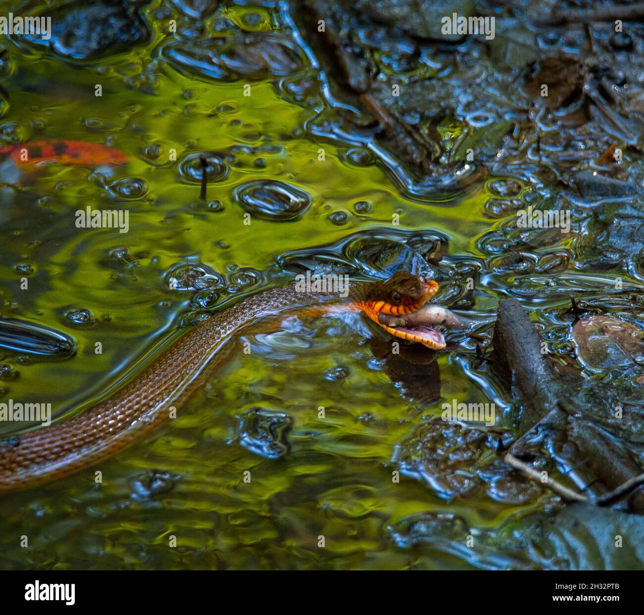Snake eating a fish at Congaree National Park Stock Photo - Alamy