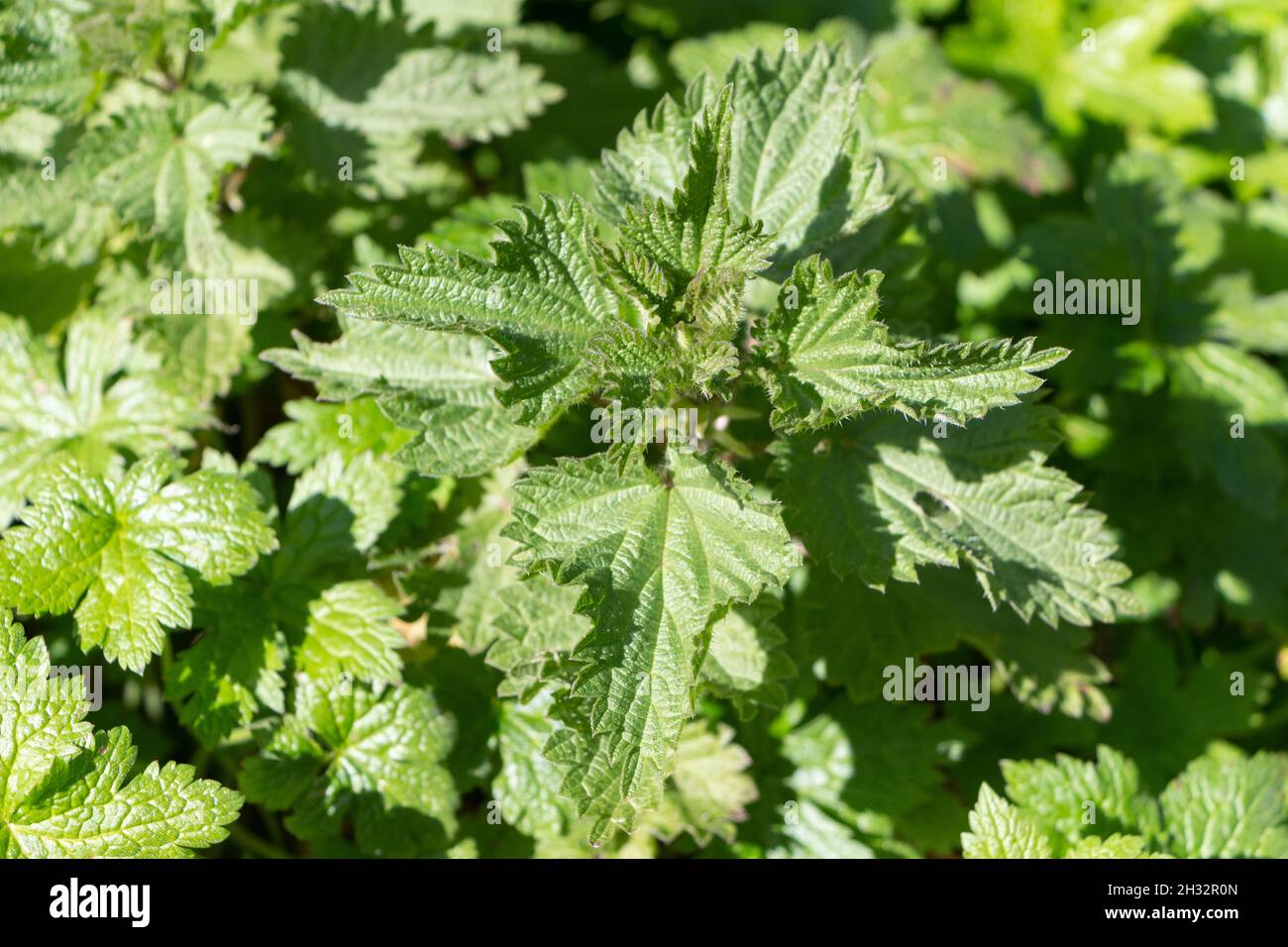 Plant of nettle in a garden during spring Stock Photo - Alamy