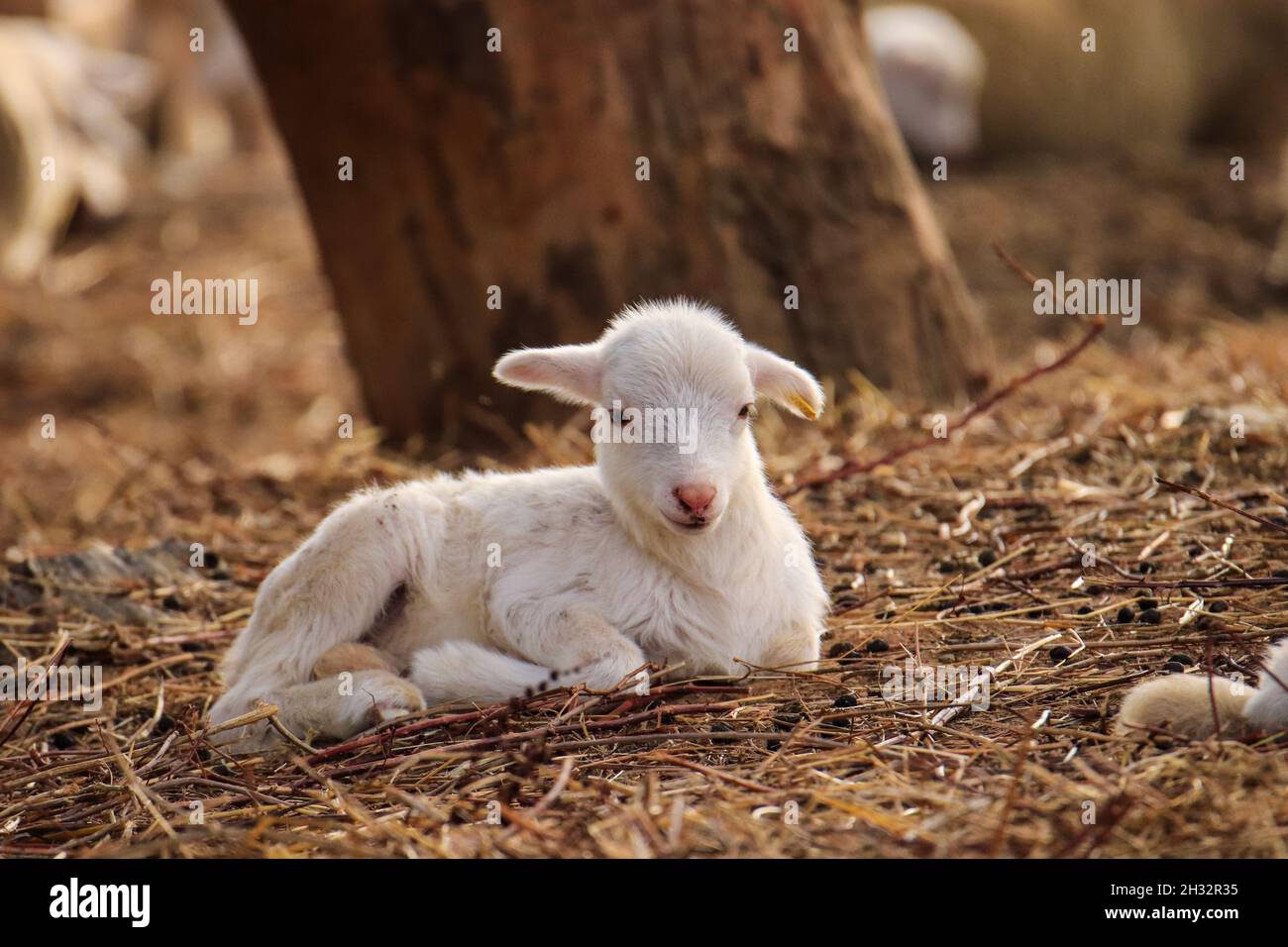Baby sheep hi-res stock photography and images - Alamy