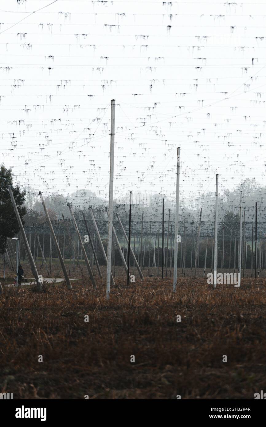 Shot hops field in hi-res stock photography and images - Alamy