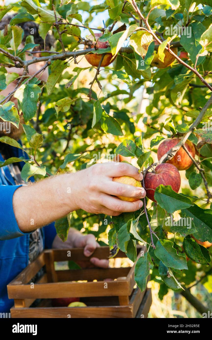 Man harvesting apples from tree Stock Photo - Alamy