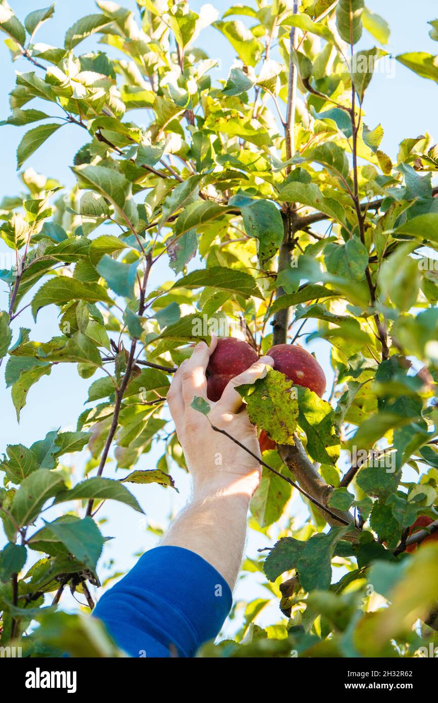 Man picking apples from tree Stock Photo - Alamy