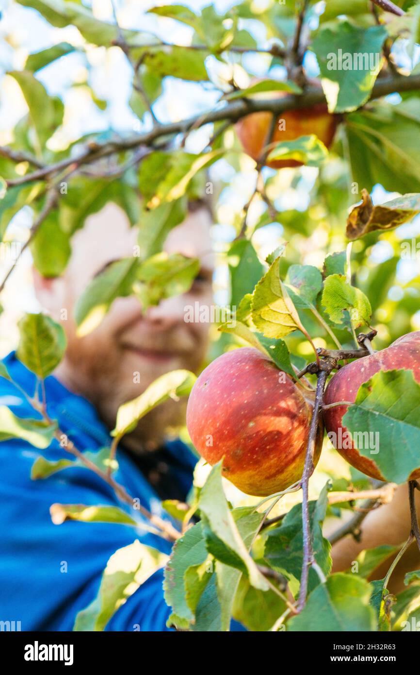 Man picking apples from tree hi-res stock photography and images - Alamy