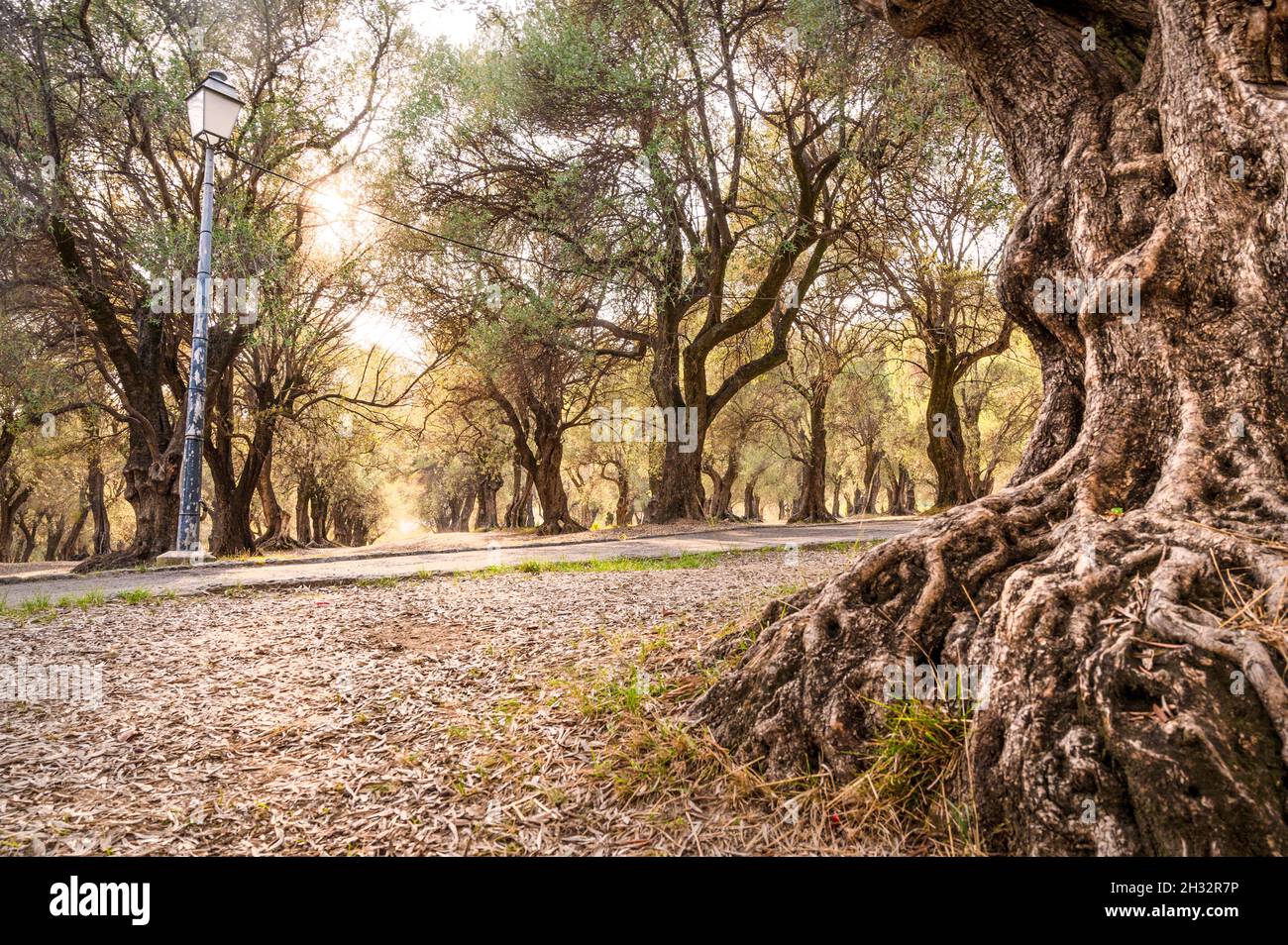 540 old olive trees are being preserved in the Parc du Pian of Menton ...