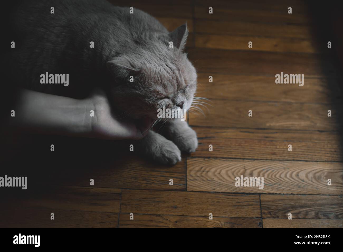 The hand scratches Ginger shorthair Persian exotic cat Stock Photo - Alamy