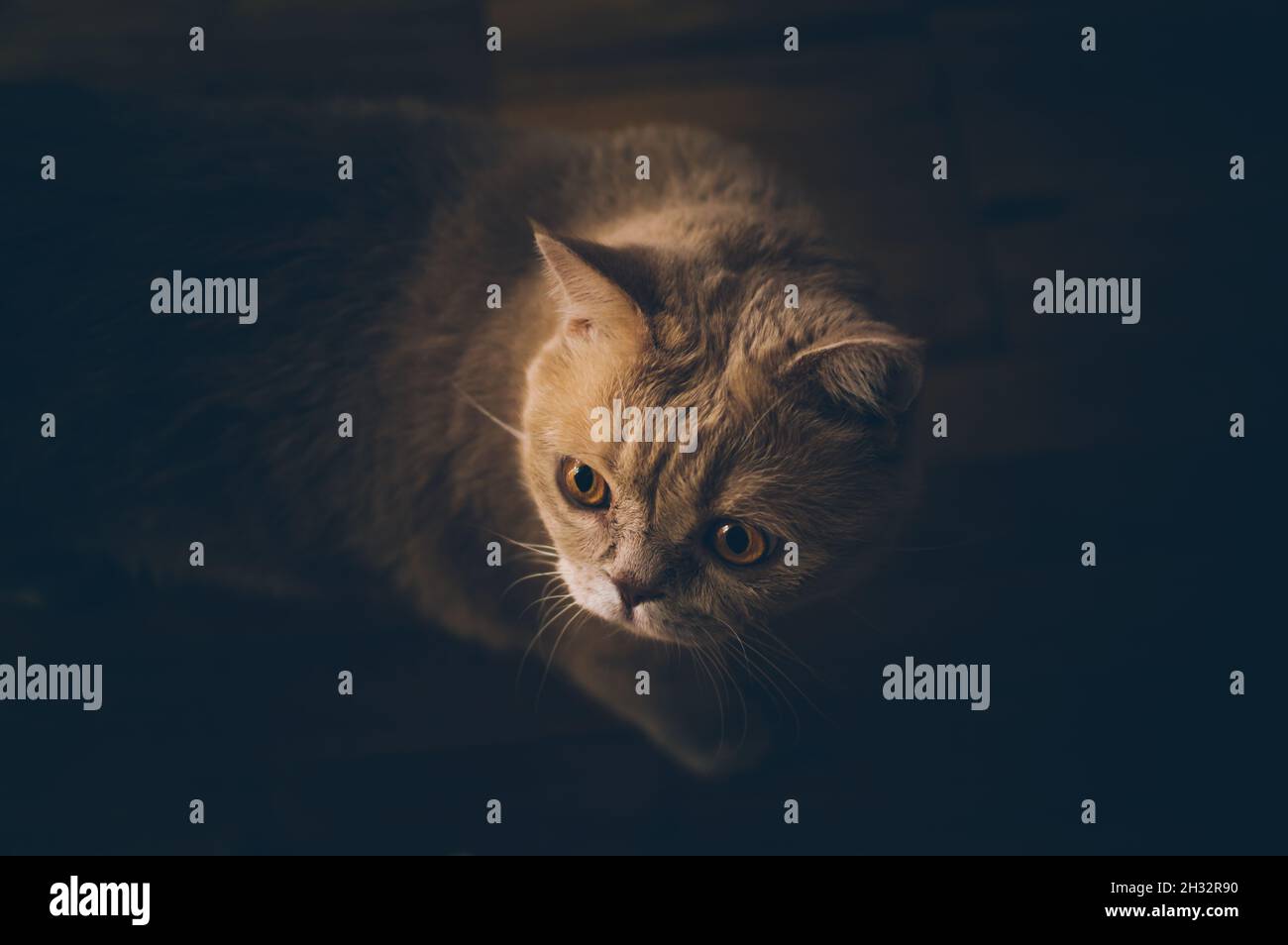 Ginger Shorthair Persian exotic Cat with orange eyes in the dark Stock ...