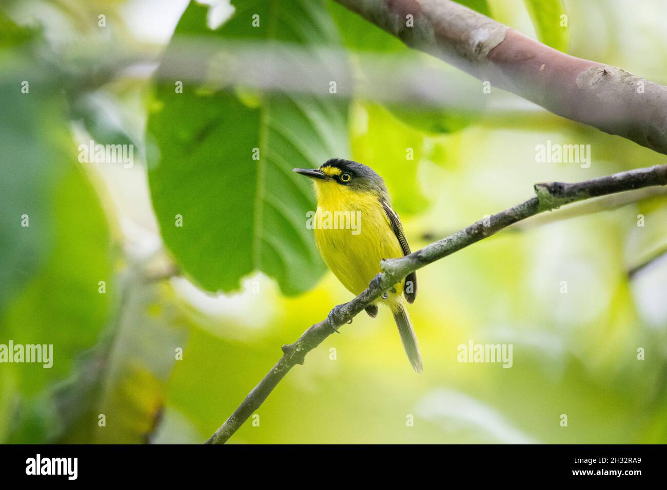 Brazil countryside hi-res stock photography and images - Alamy