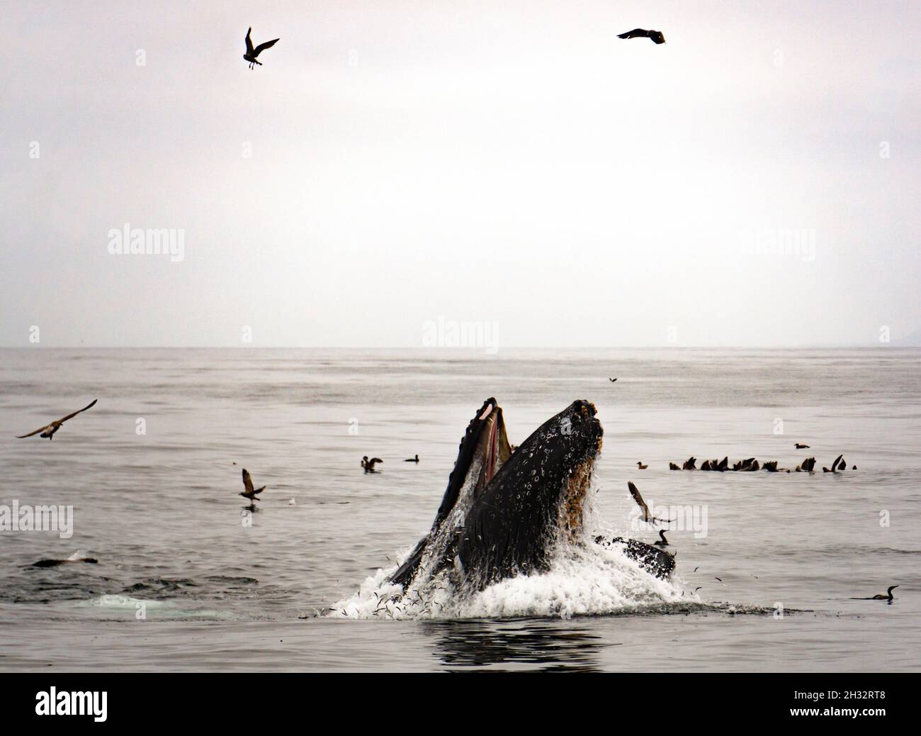 Humpback Whale Eating Fish