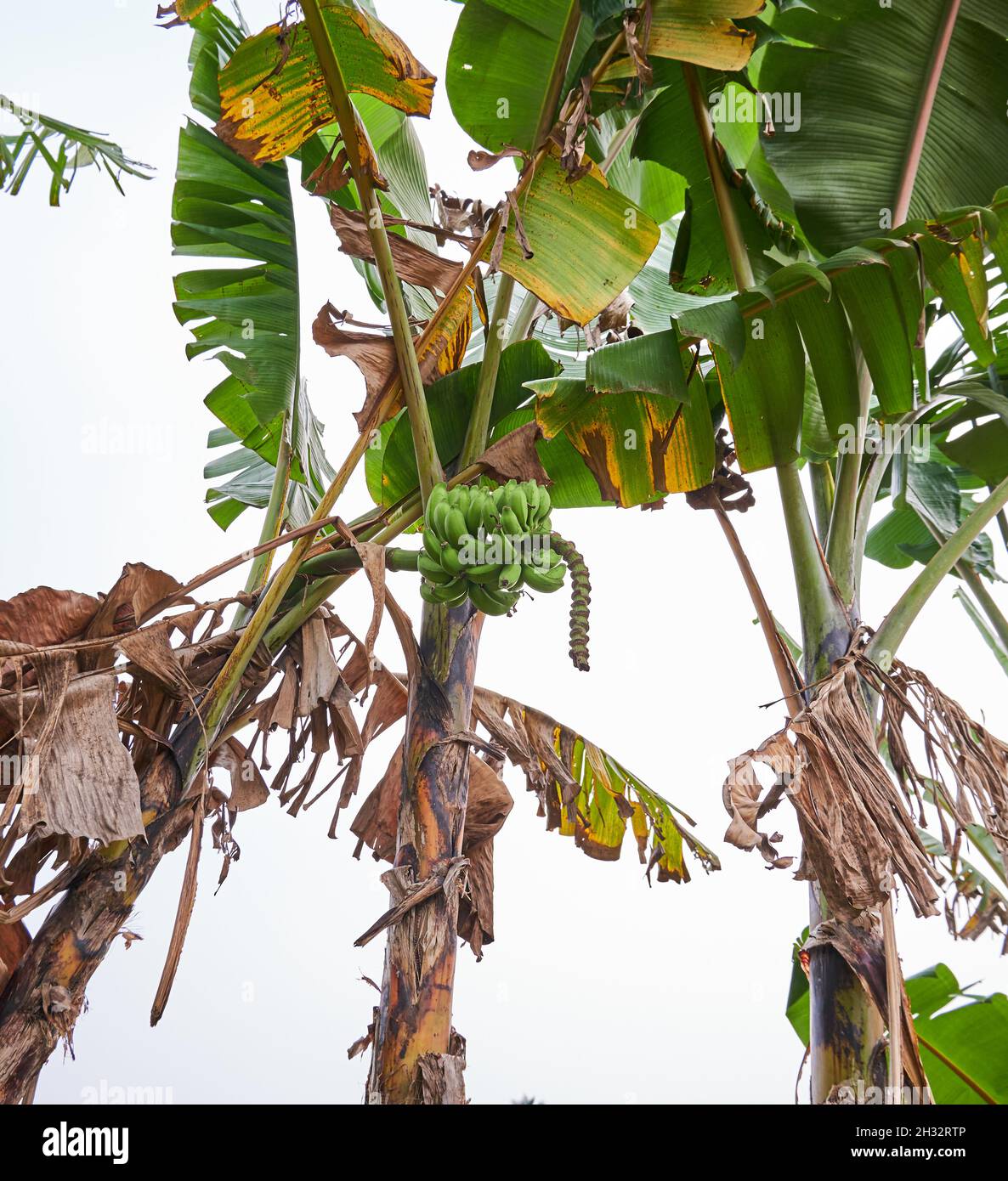 close-up of a fresh banana tree growing in the garden Stock Photo - Alamy