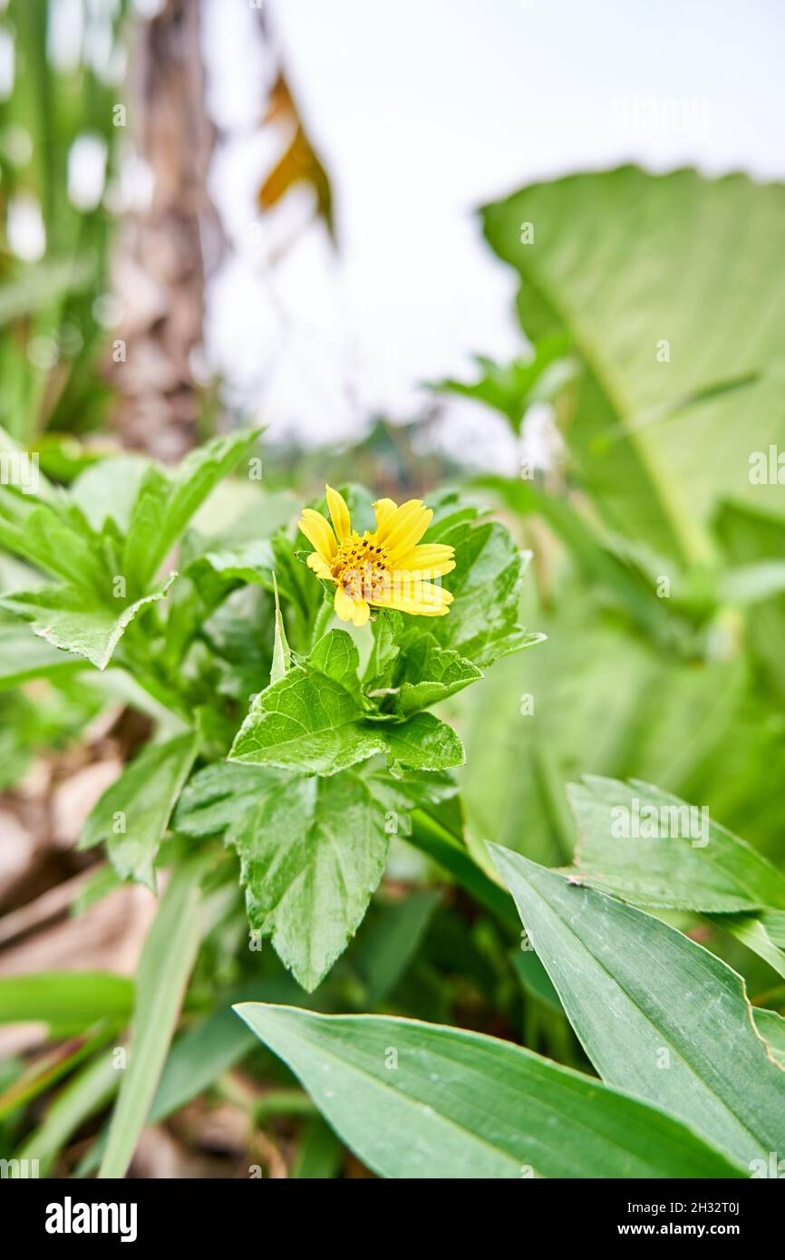 Wisconsin plantation hi-res stock photography and images - Alamy