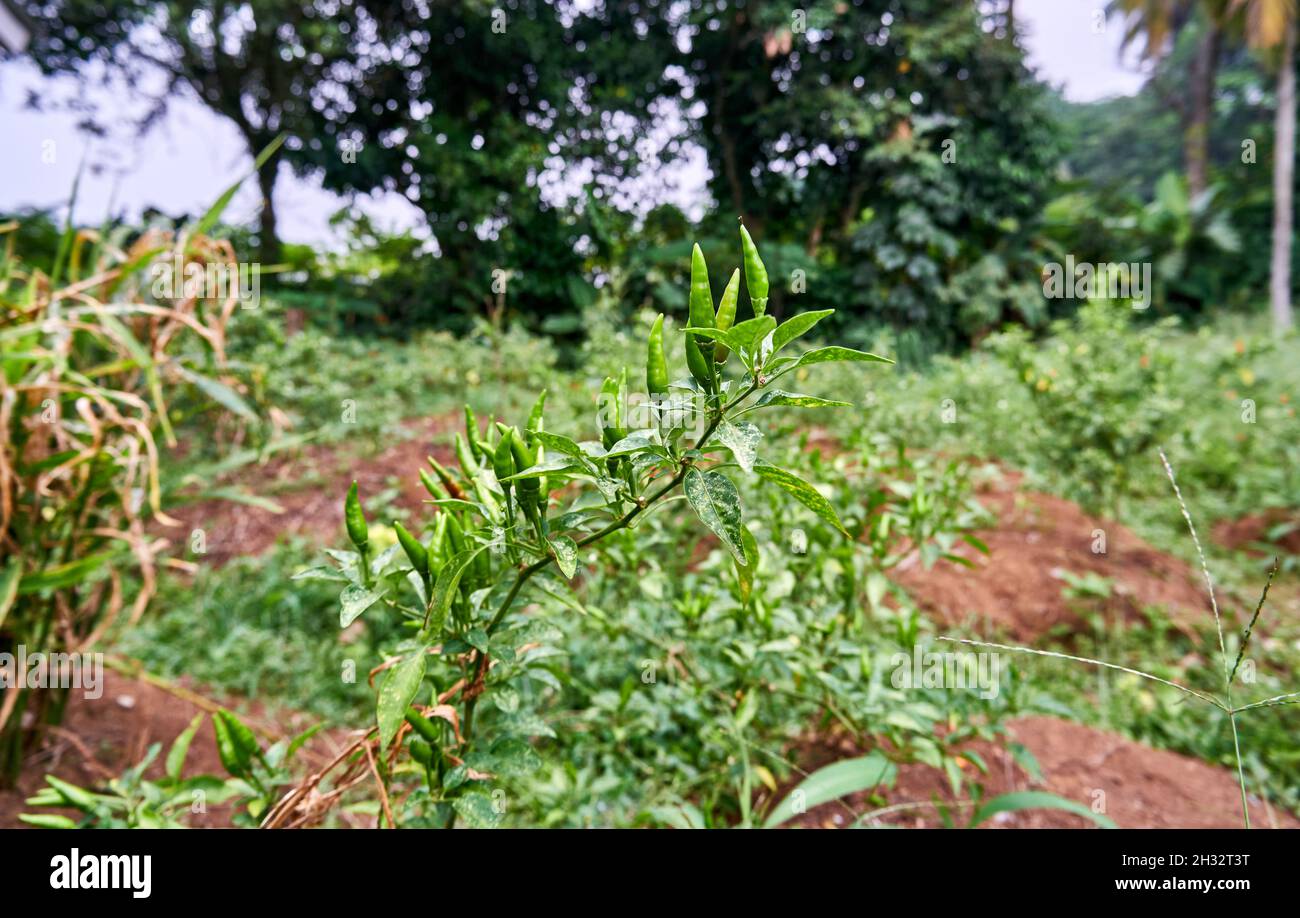 close-up of fresh red chilies ready to be harvested in the plantation ...