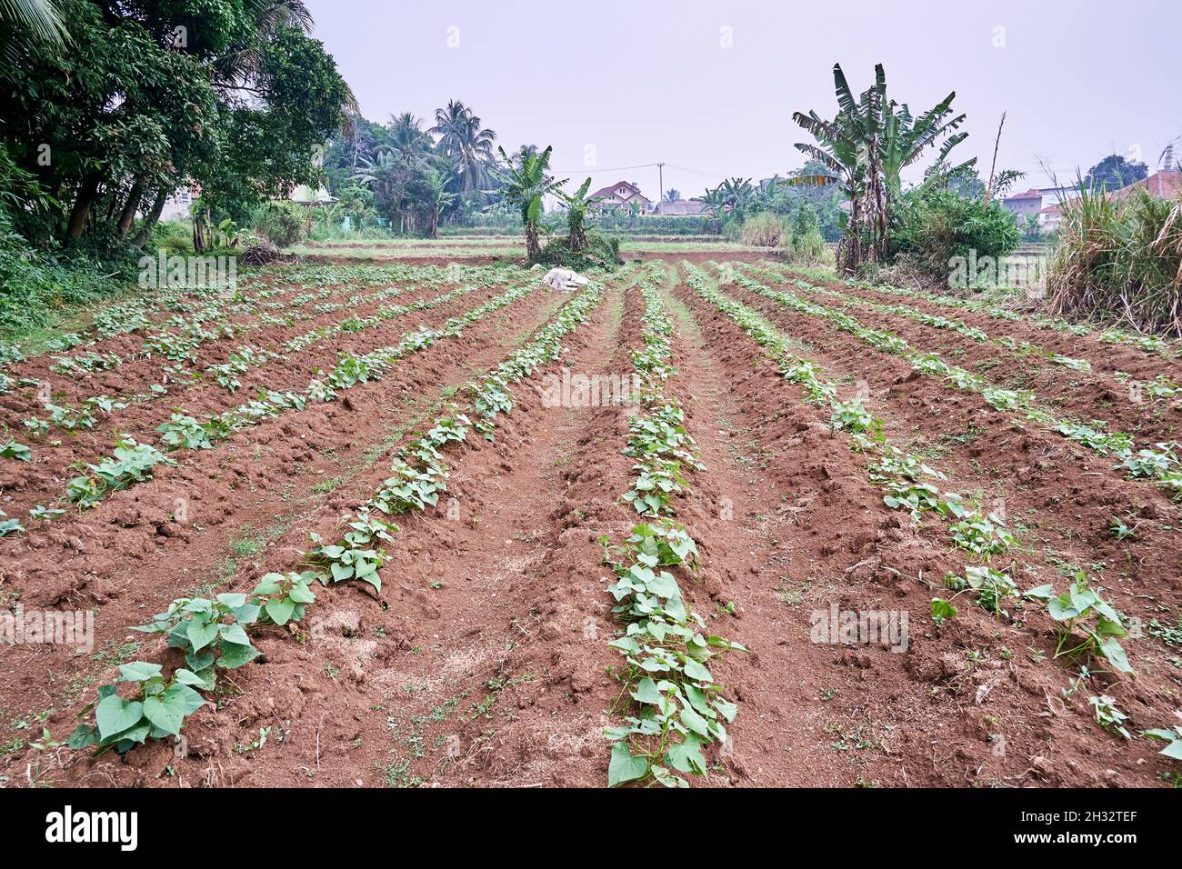 Yam plantation hi-res stock photography and images - Alamy
