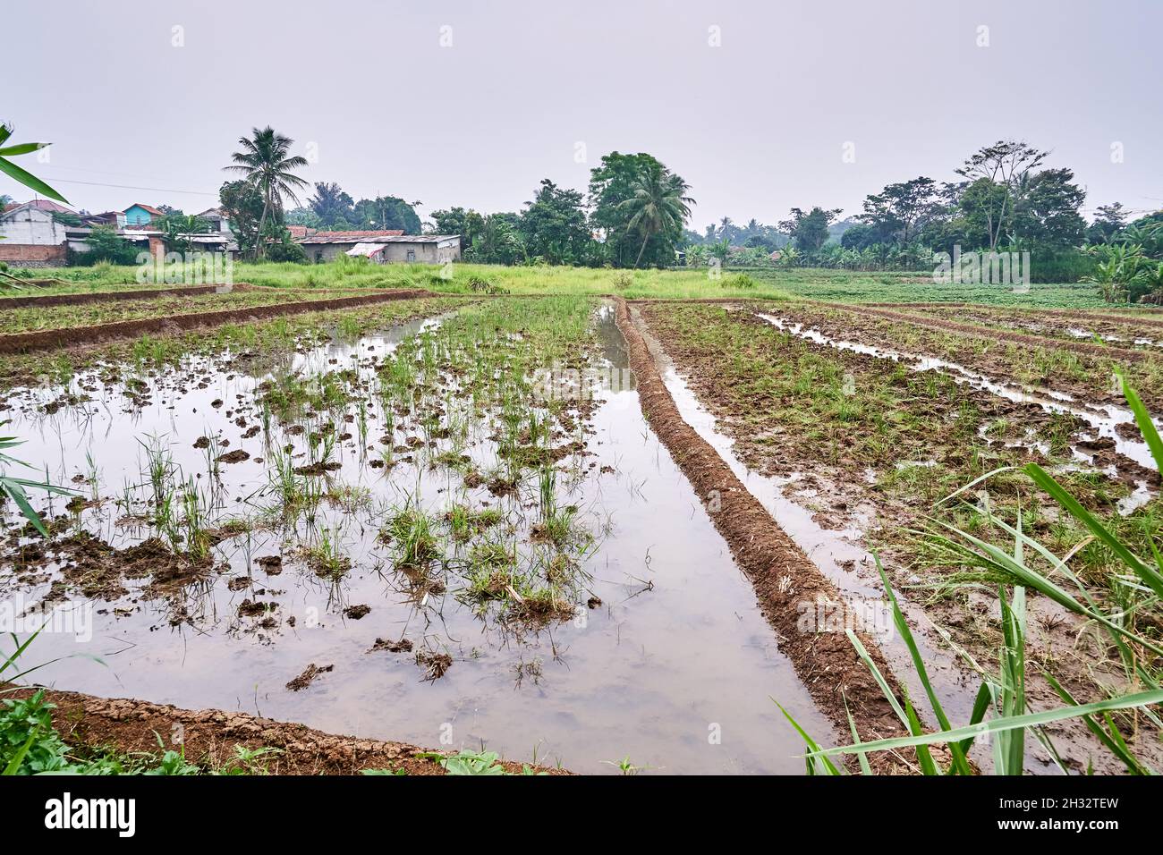 view of the rice fields. ready to plant rice Stock Photo - Alamy