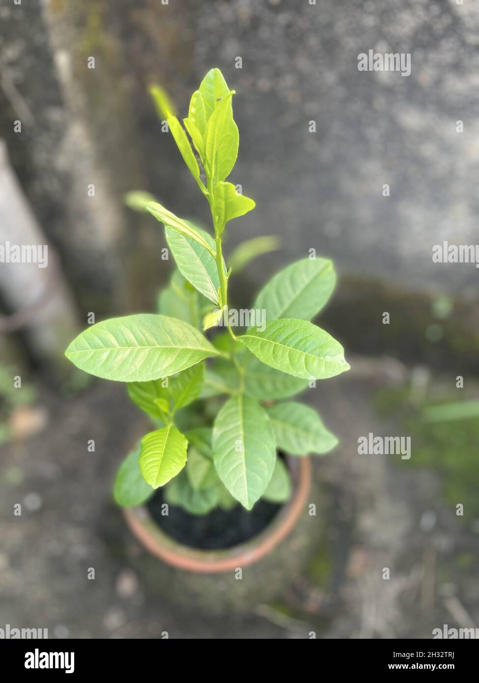 Selective closeup of a lemon plant in a pot Stock Photo - Alamy