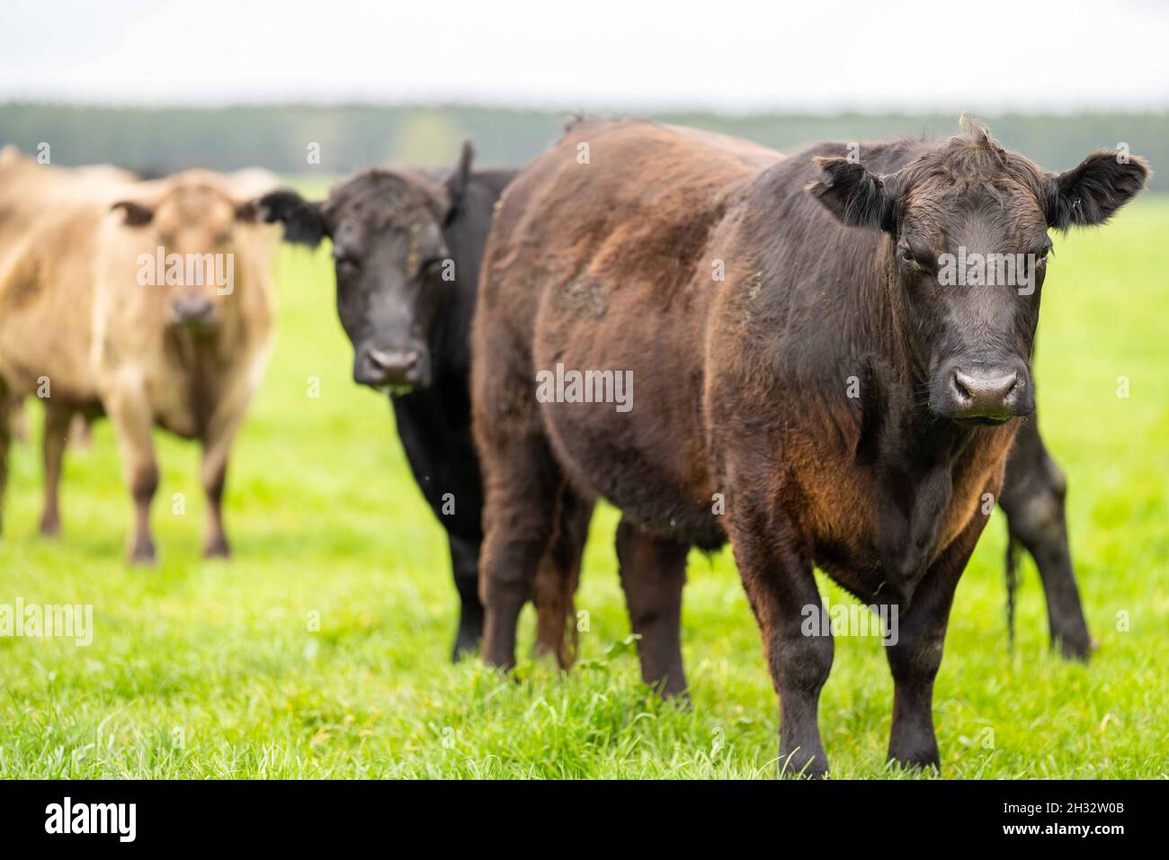 Close up of Stud Beef bulls and cows grazing on grass in a field, in ...
