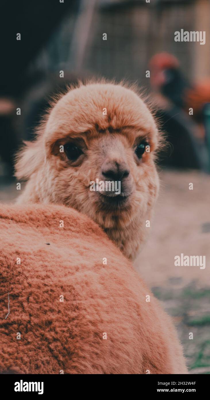 Vertical closeup of a cute furry llama looking back at the camera Stock ...