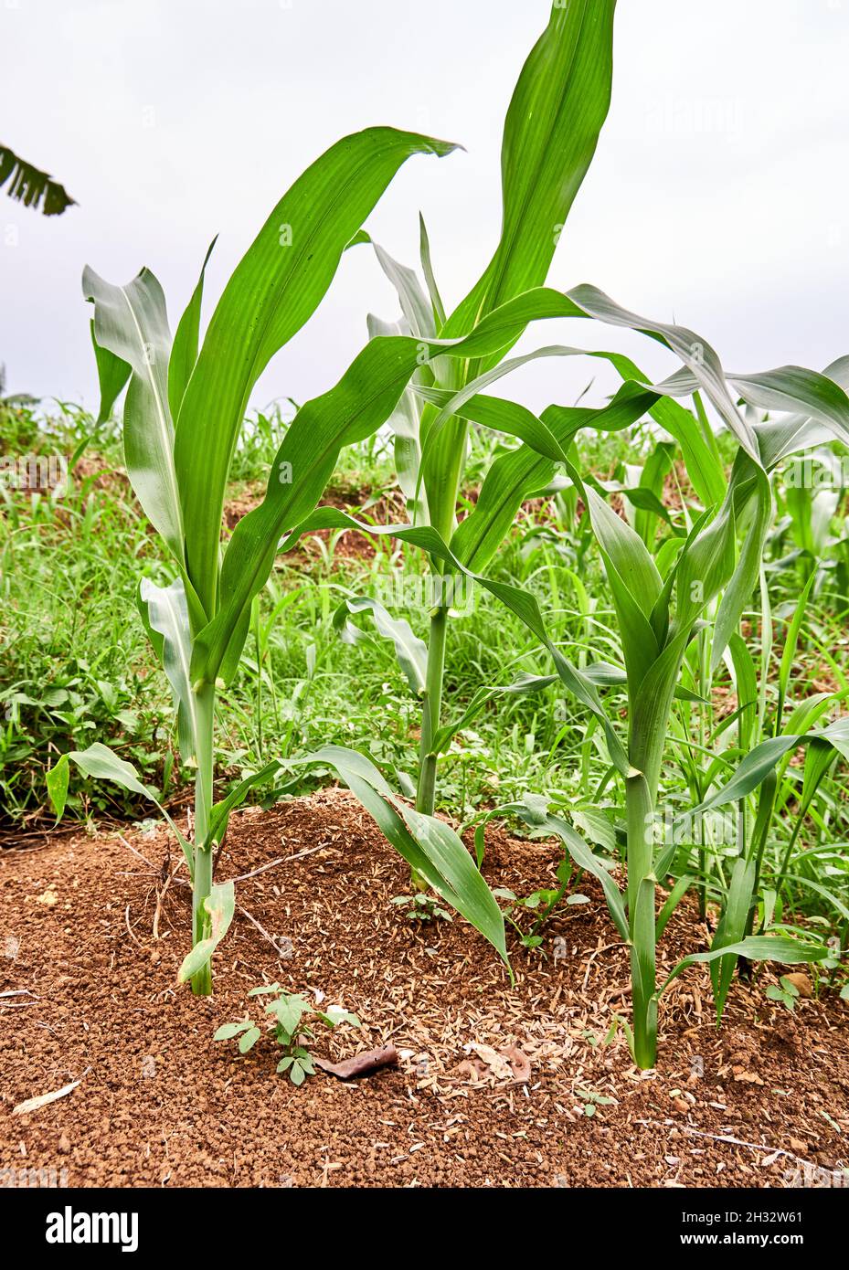 Corn plantations hi-res stock photography and images - Alamy