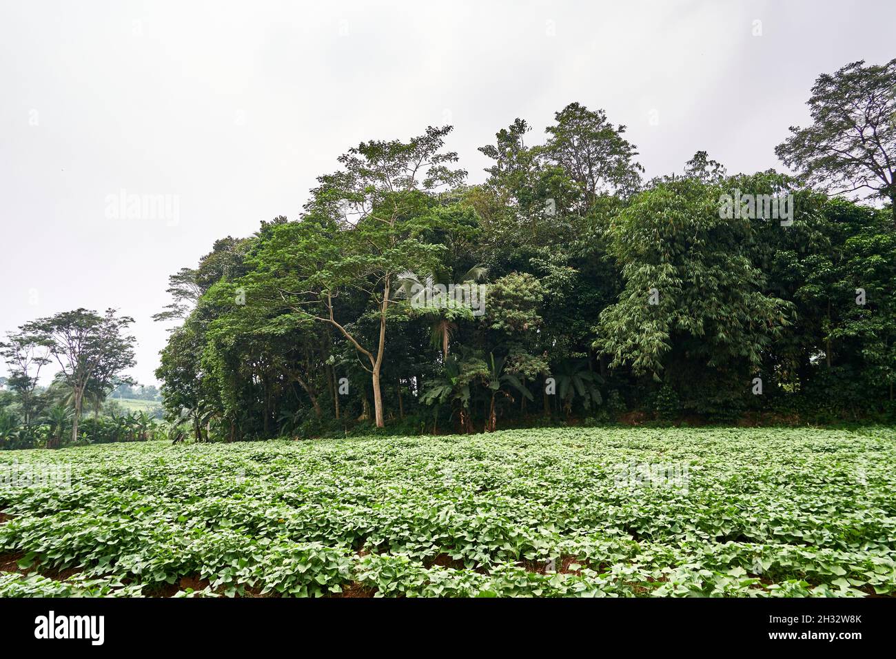 wide sweet potato garden in plantation Stock Photo - Alamy