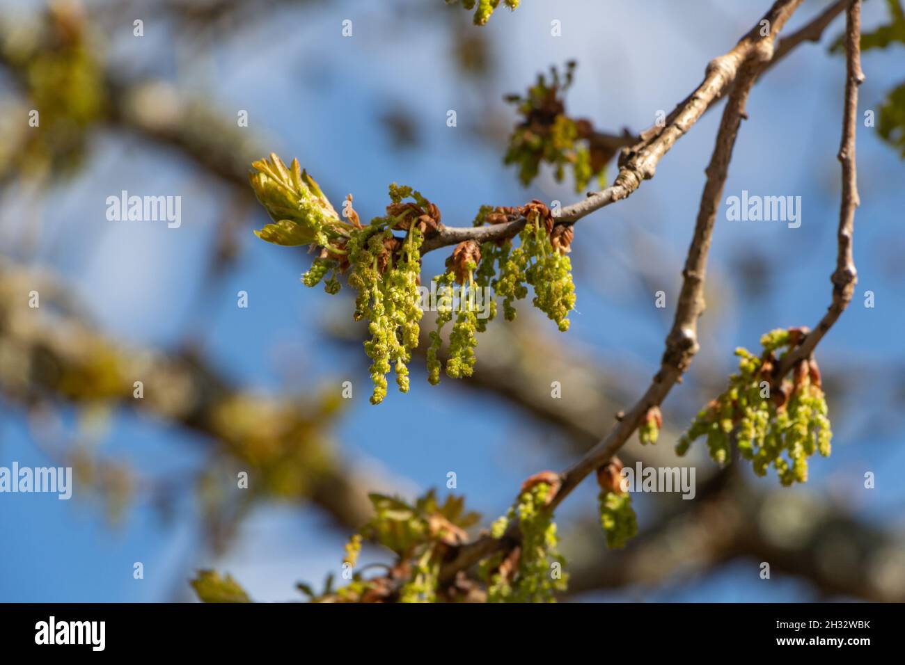 Flowers and leaves buds of an oak at the beginning of spring Stock ...