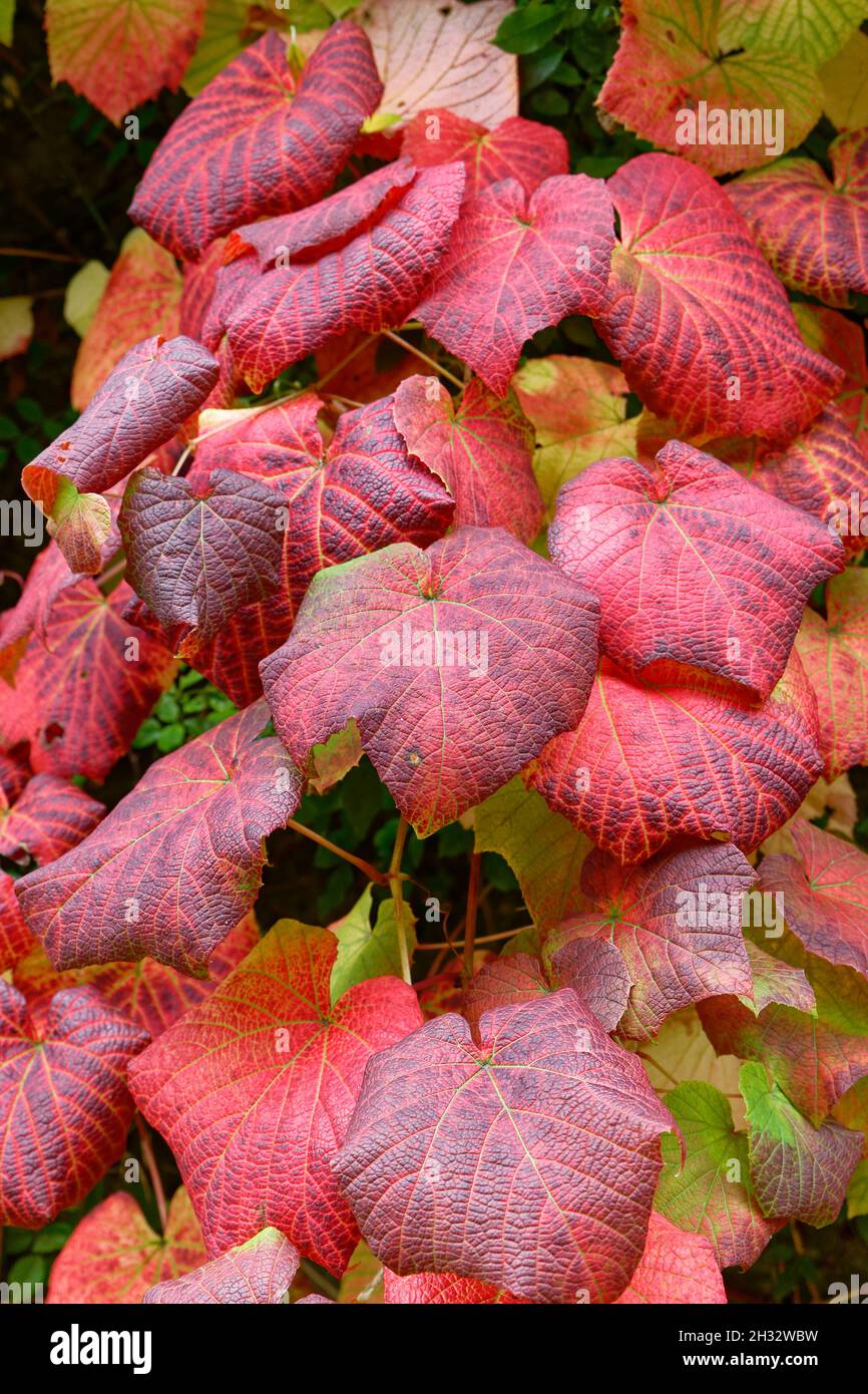 Turn leaves hi-res stock photography and images - Alamy