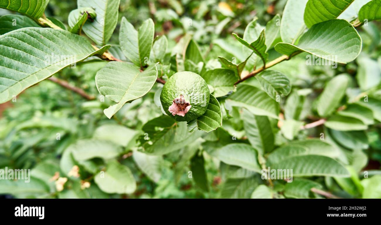 close-up of a small guava growing in a plantation Stock Photo - Alamy