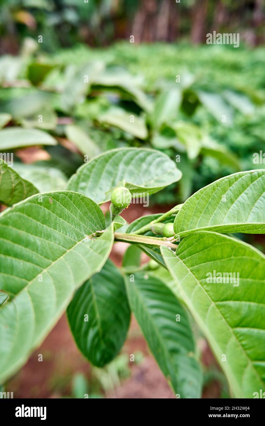 close-up of beautiful guava flower in the garden Stock Photo - Alamy
