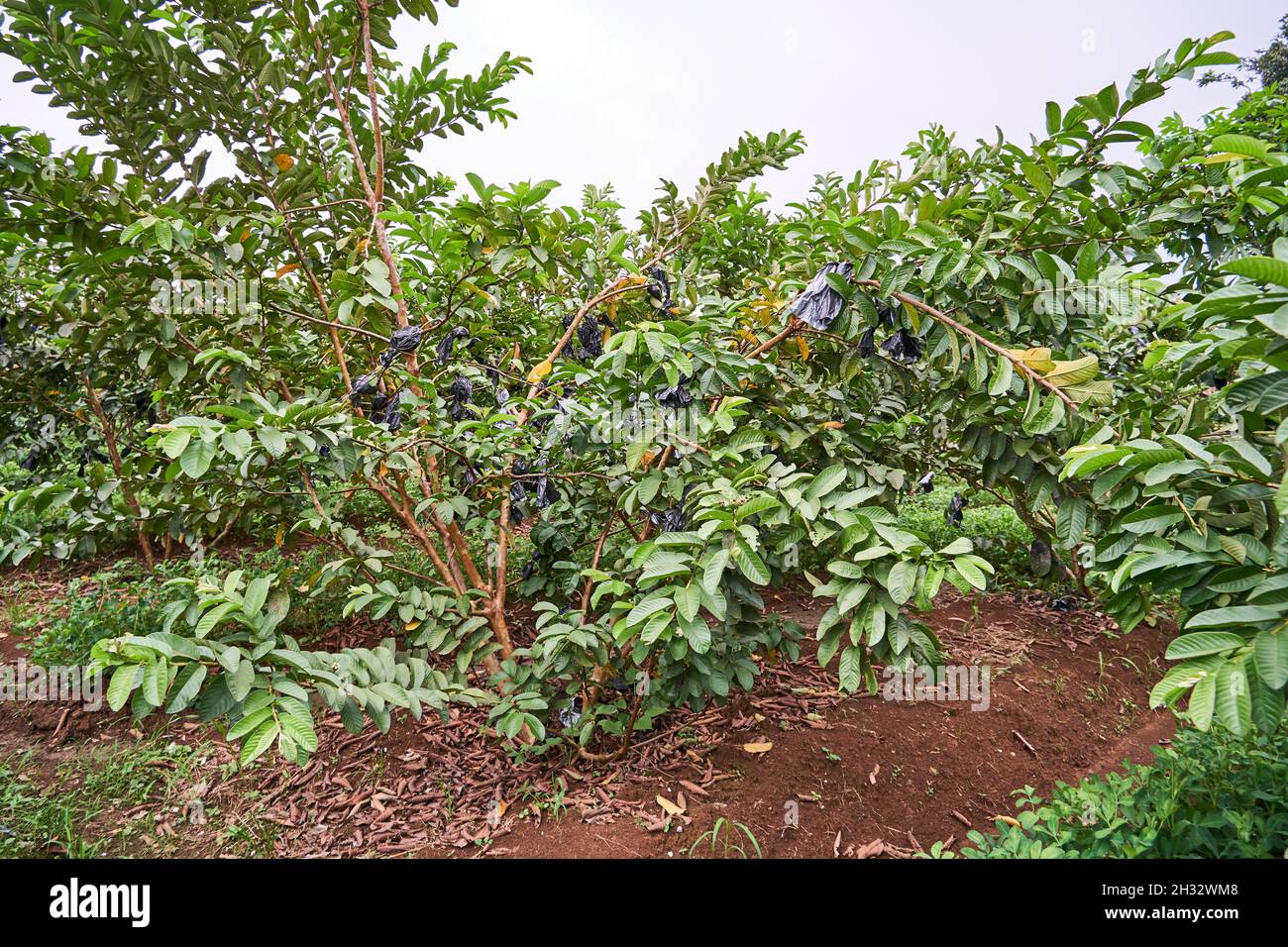 Guava garden hi-res stock photography and images - Alamy