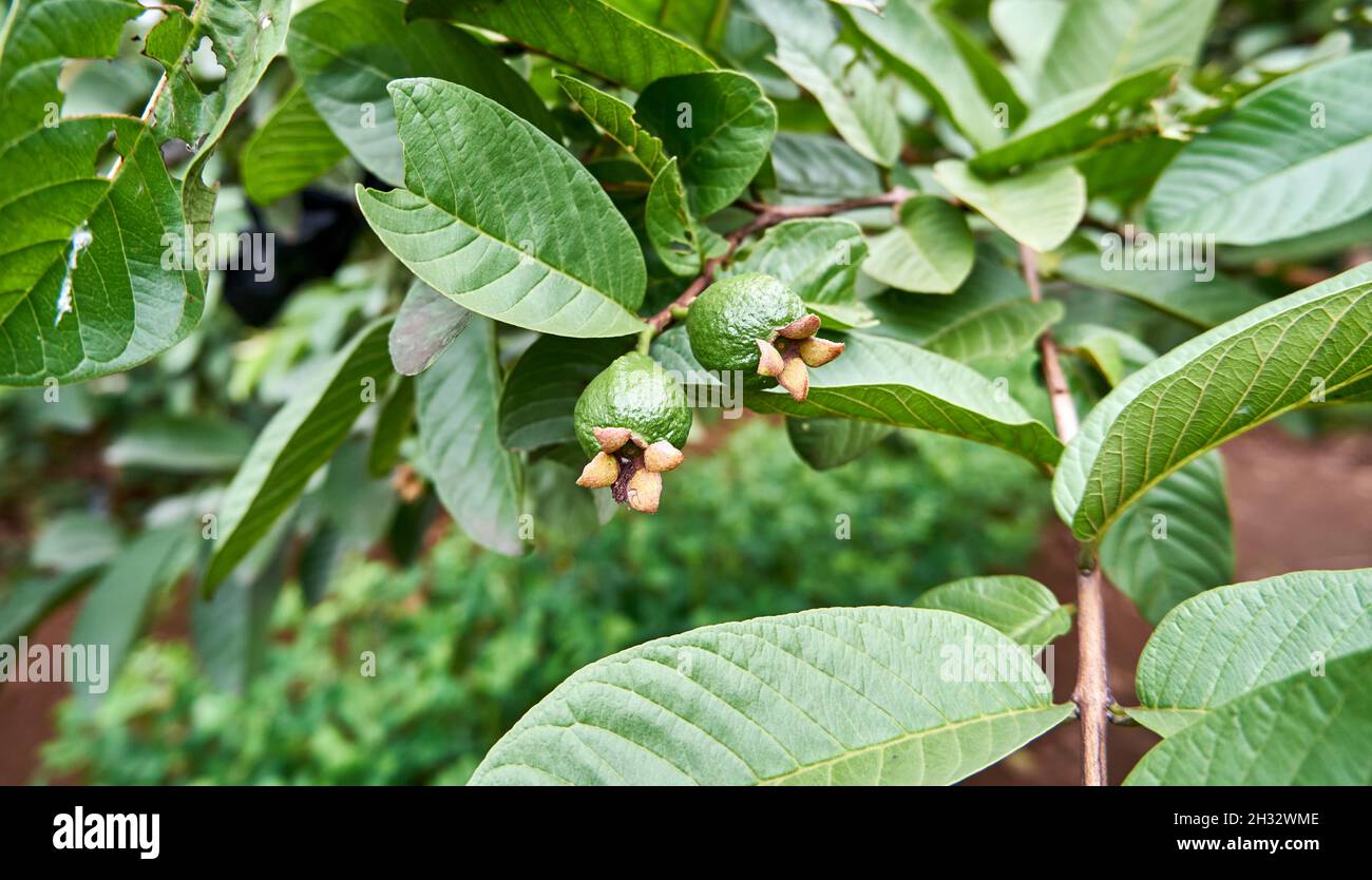 close-up of a small guava growing in a plantation Stock Photo - Alamy