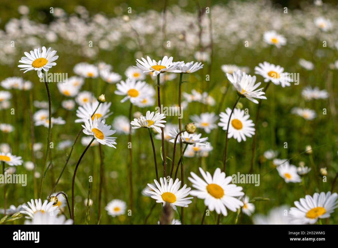 Summer field daisies meadow flora hi-res stock photography and images ...