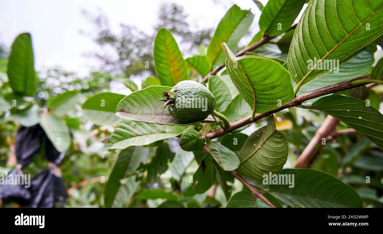 close-up of a small guava growing in a plantation Stock Photo - Alamy