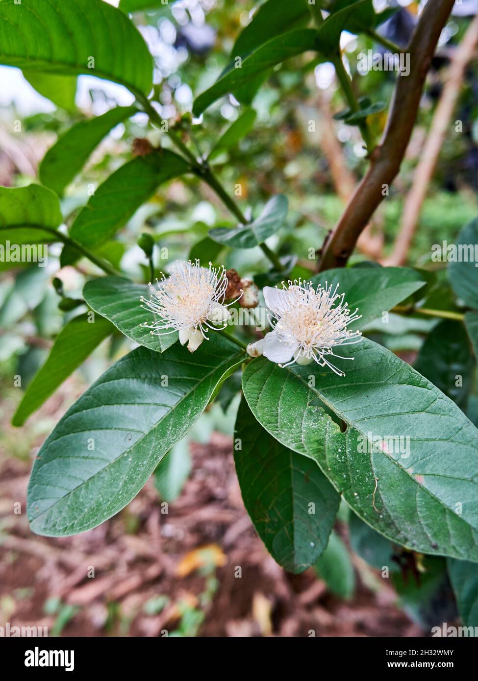 Guava flower hi-res stock photography and images - Alamy