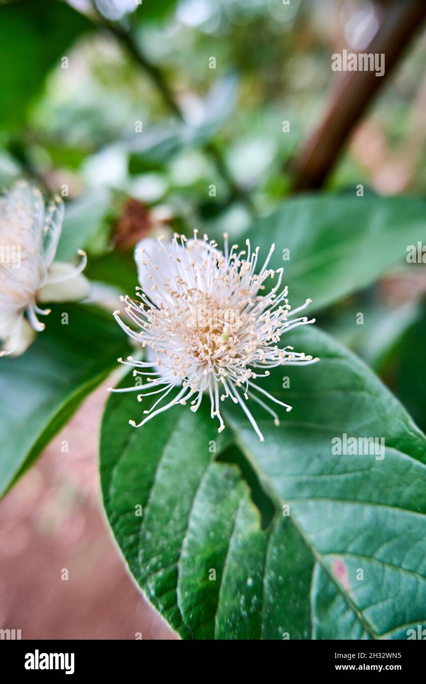 Guava flower hi-res stock photography and images - Alamy
