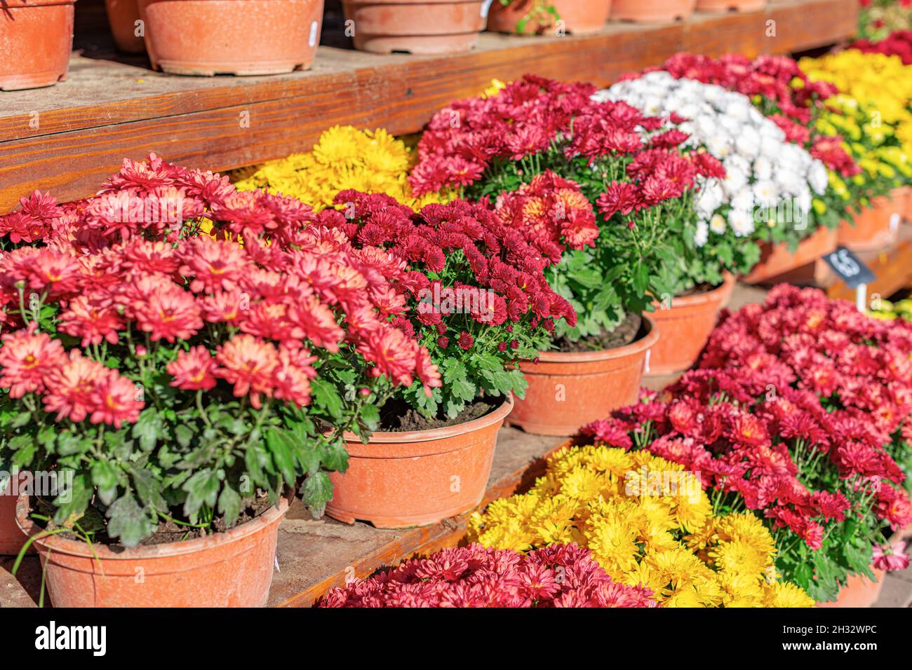 Flowers in pots close-up Stock Photo - Alamy