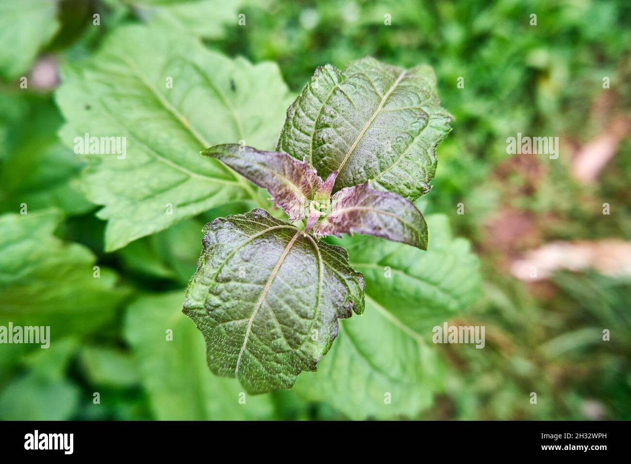 Beautiful wild plants hi-res stock photography and images - Alamy