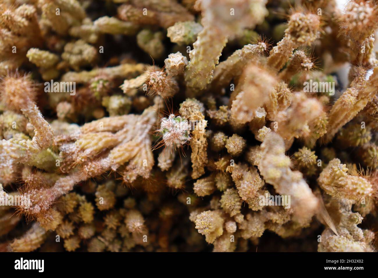 Top view of a cactus plant close up, that looks like a strange, alien ...