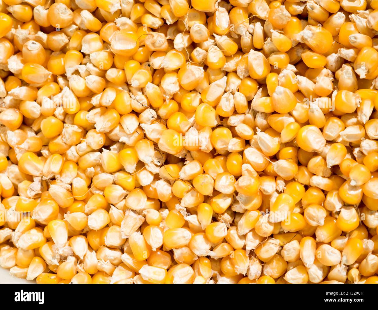 Close-up texture of organic yellow maize or corns seed grains Stock ...