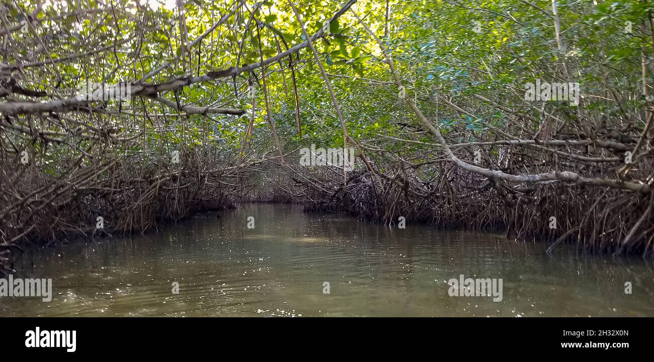 Beautiful view of a water channel with mangrove trees Stock Photo - Alamy