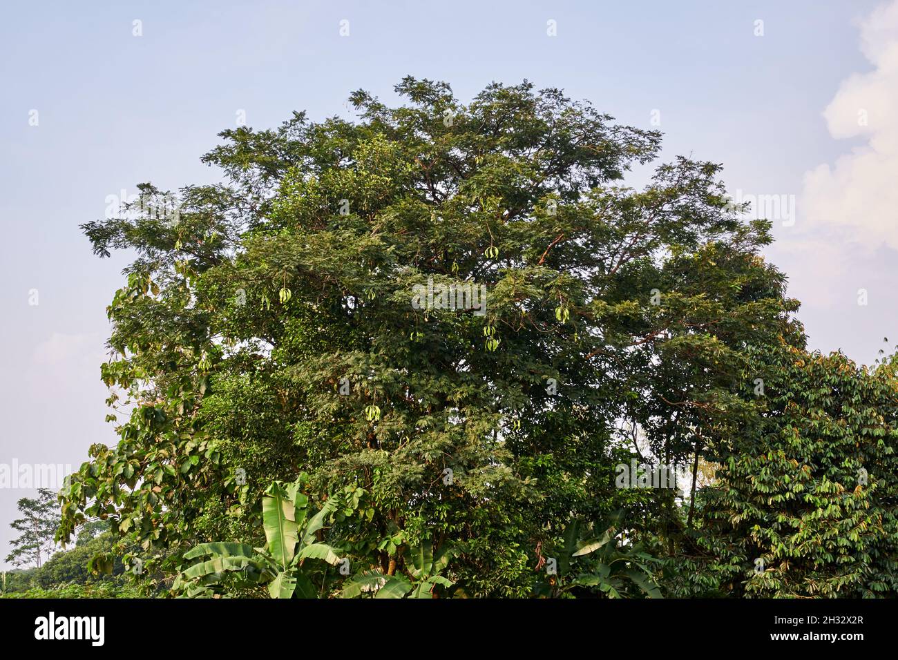 Large petai tree is bearing fruit against the background of clouds on a ...