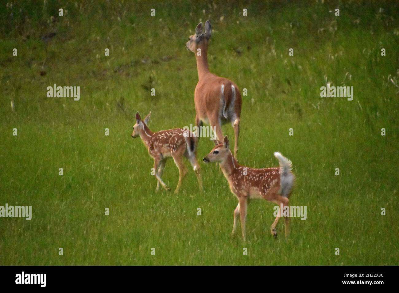 Wild doe fawns grazing hi-res stock photography and images - Alamy