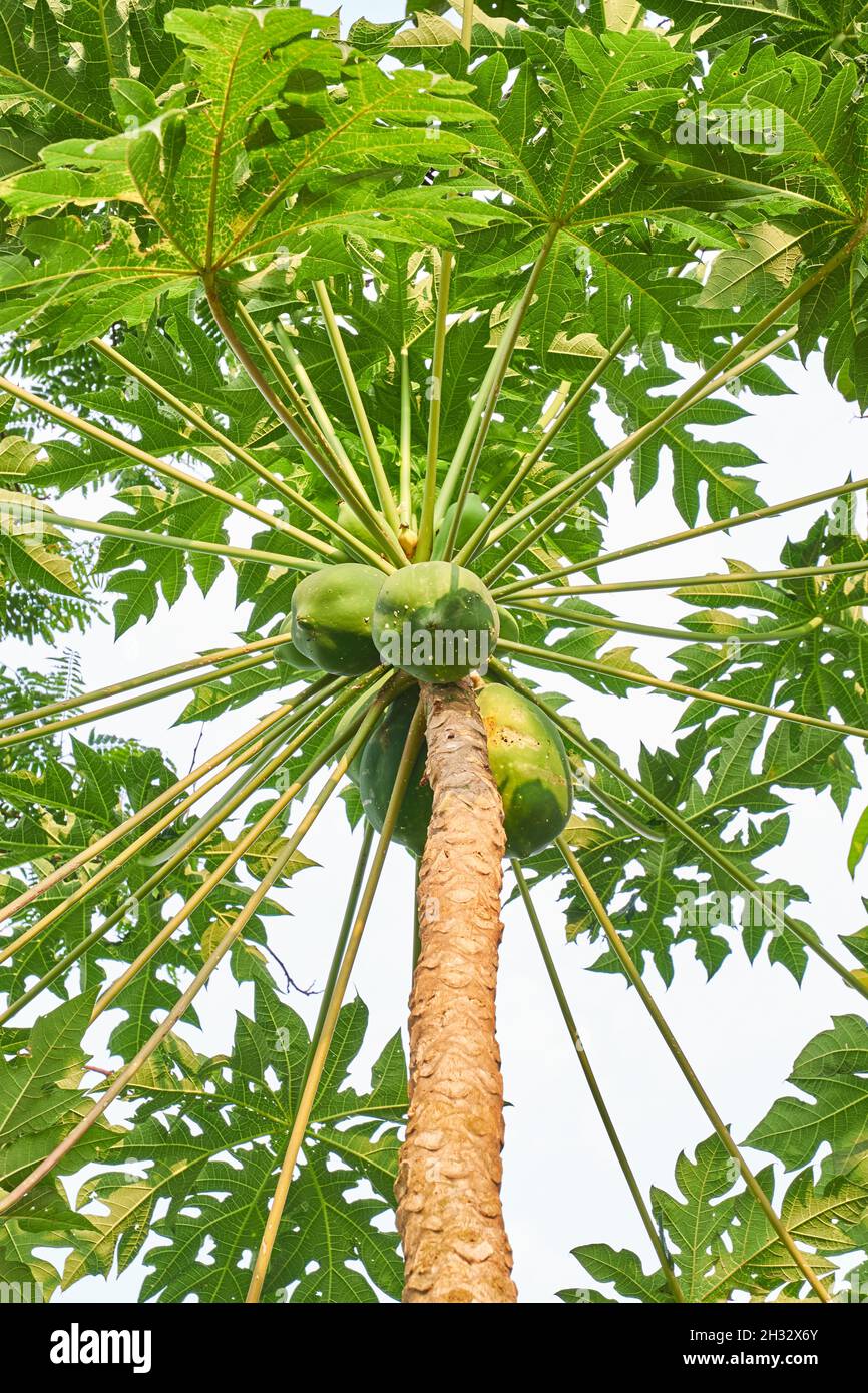 Papaya fruit to grow fresh in the garden. green unripe papaya Stock ...